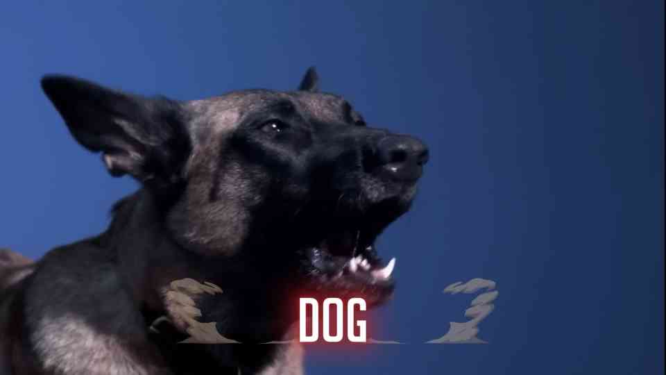 Why Wolves Dominate the Wild Without Even Trying