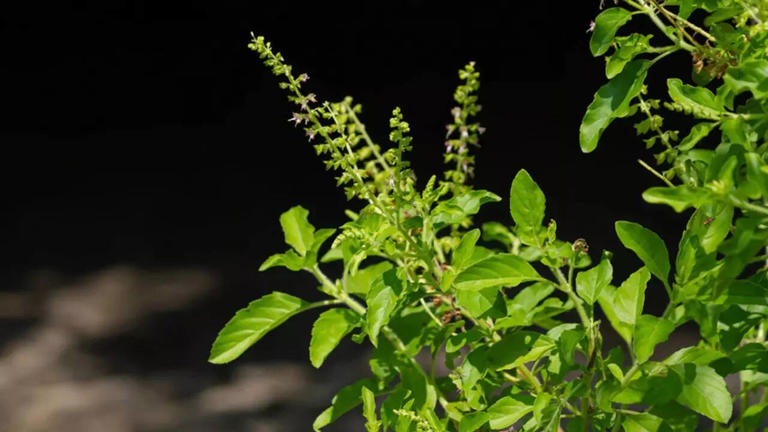 20 Indoor plants that attract wealth, positivity, and good energy into ...