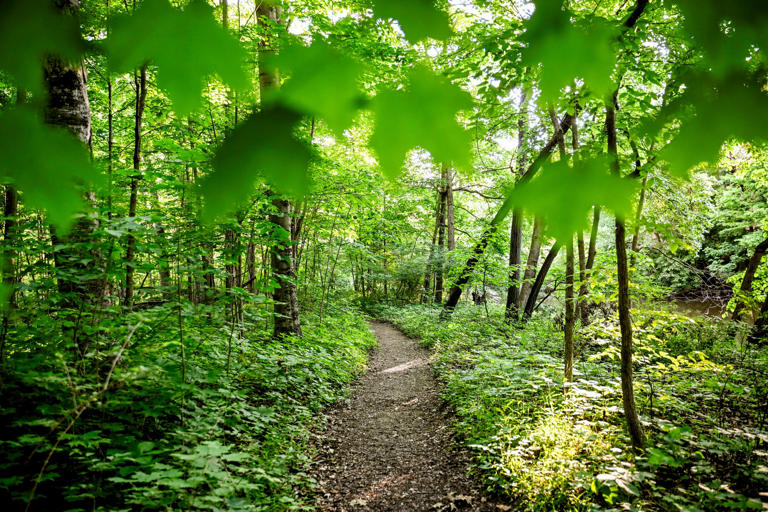 Sanford Natural Area at Michigan State offers trails along Red Cedar ...