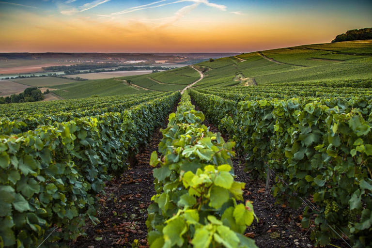 Sip Your Way Through France: The Ultimate Wine Lover’s Journey from ...