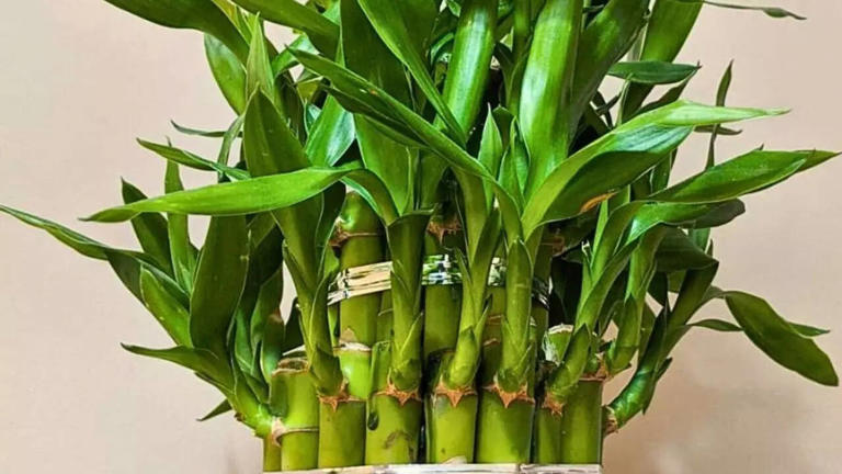 20 Indoor plants that attract wealth, positivity, and good energy into ...