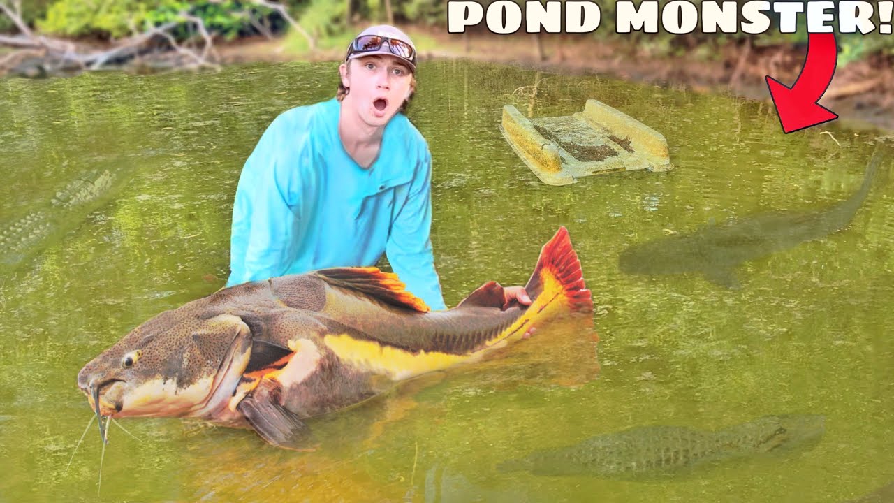 Trapped a Massive Redtail Catfish in an Abandoned Mud Pond!