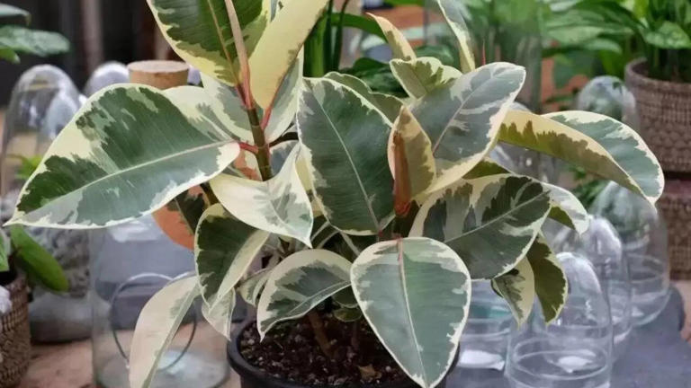 20 Indoor plants that attract wealth, positivity, and good energy into ...