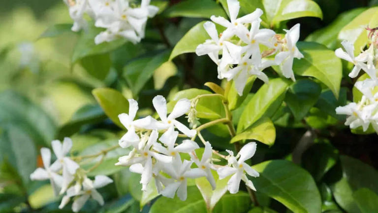 20 Indoor plants that attract wealth, positivity, and good energy into ...