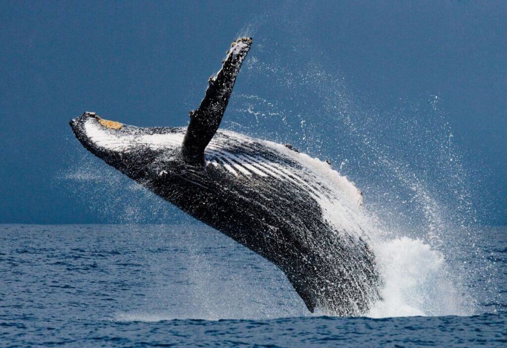 Whale watching has 2 perfect seasons. Most travelers only book 1