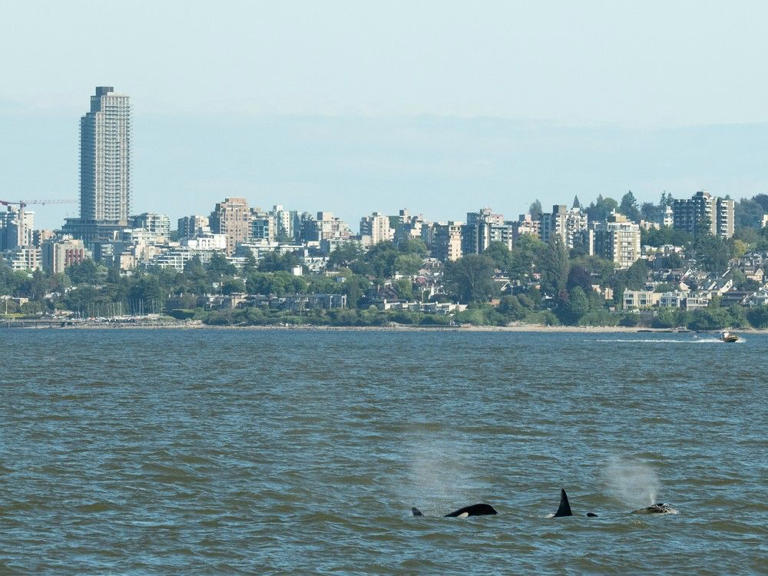 Vancouver harbour a buffet of seals and sea lions for Bigg's orcas