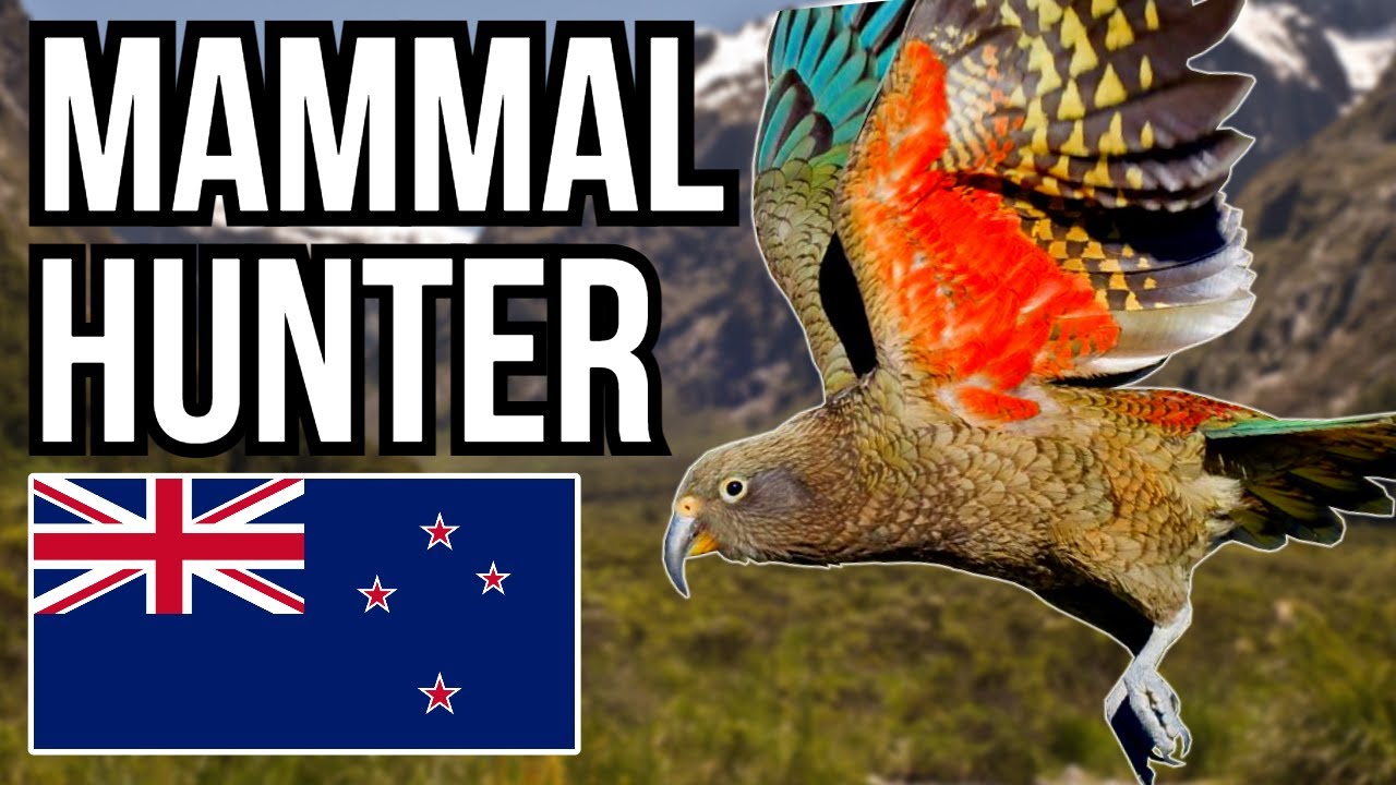 3 Native Hunters Defending New Zealand’s Ecosystem