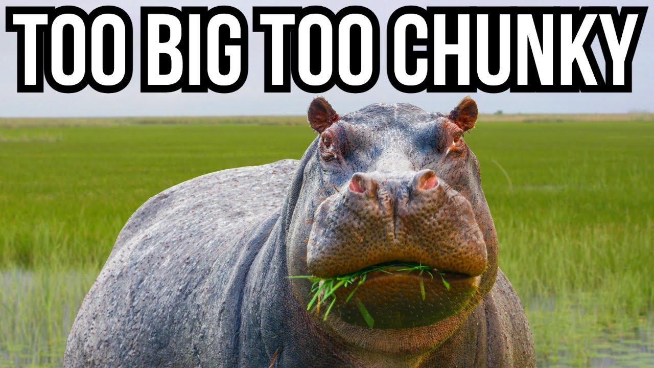 Florida’s Secret Monkeys – 3 Invasive Primates Living Free