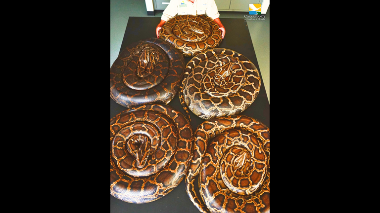 Invasive carnivore plaguing Florida can completely absorb skeletons ...