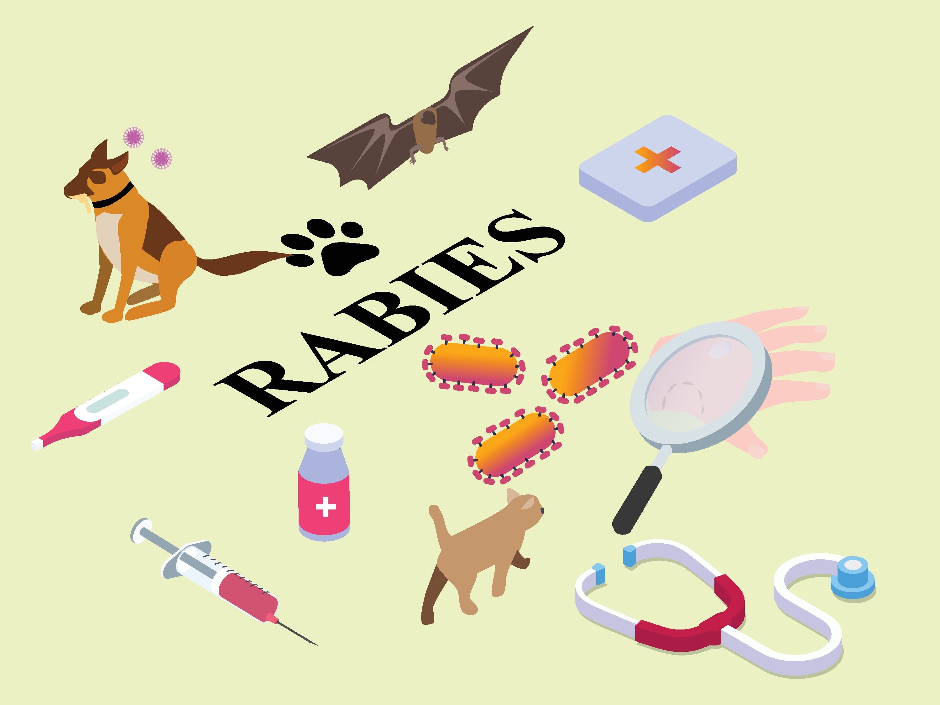 Louisville bat tests positive for rabies. What to do if your pet is ...