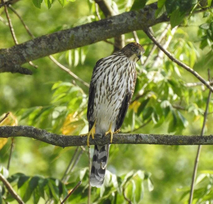 Bird Landscaping: Grow a Garden to Help Backyard Birds