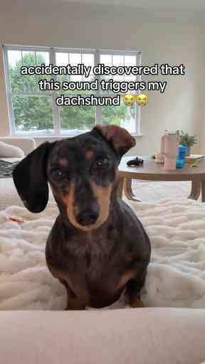 Dolce Is Perplexed — Dog Sounds, Dachshund, Miniature Dachshund