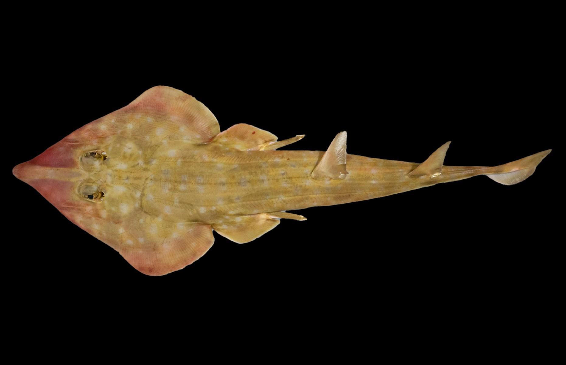 19 strange but fascinating animal species we've only just discovered