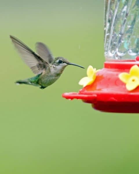 Easy Hummingbird Food Recipe