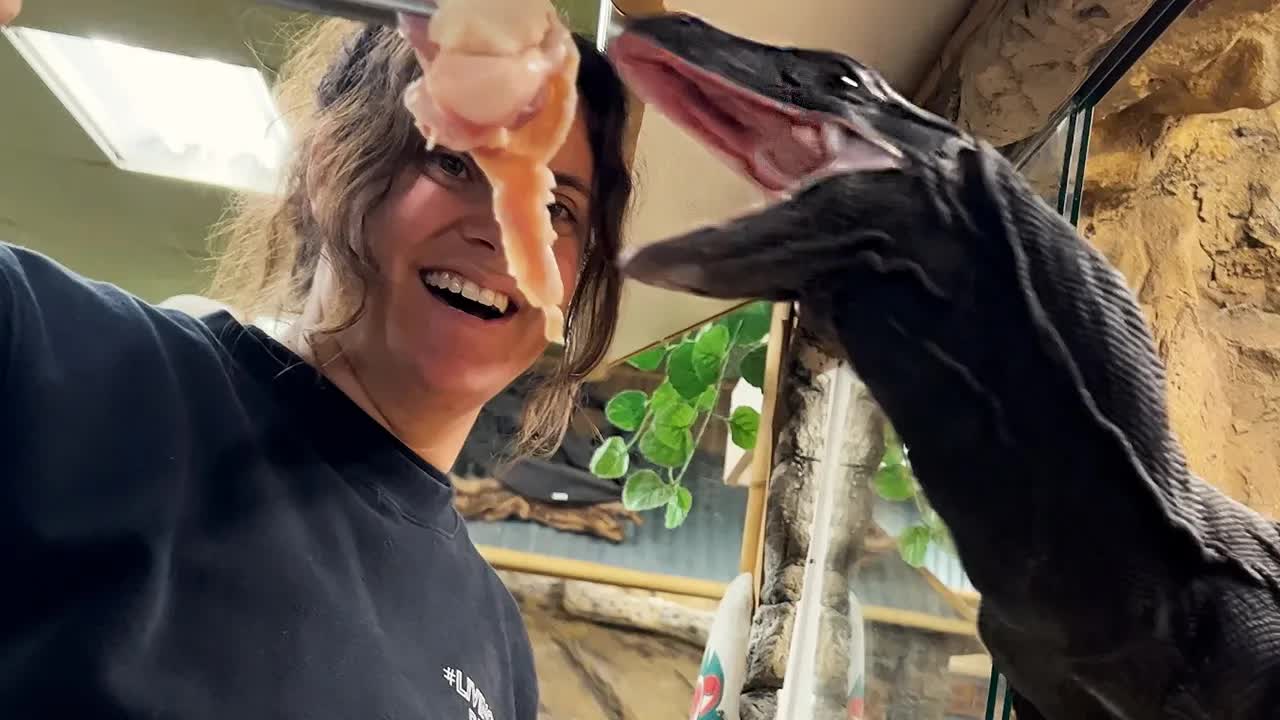 Gilly is one hungry black dragon