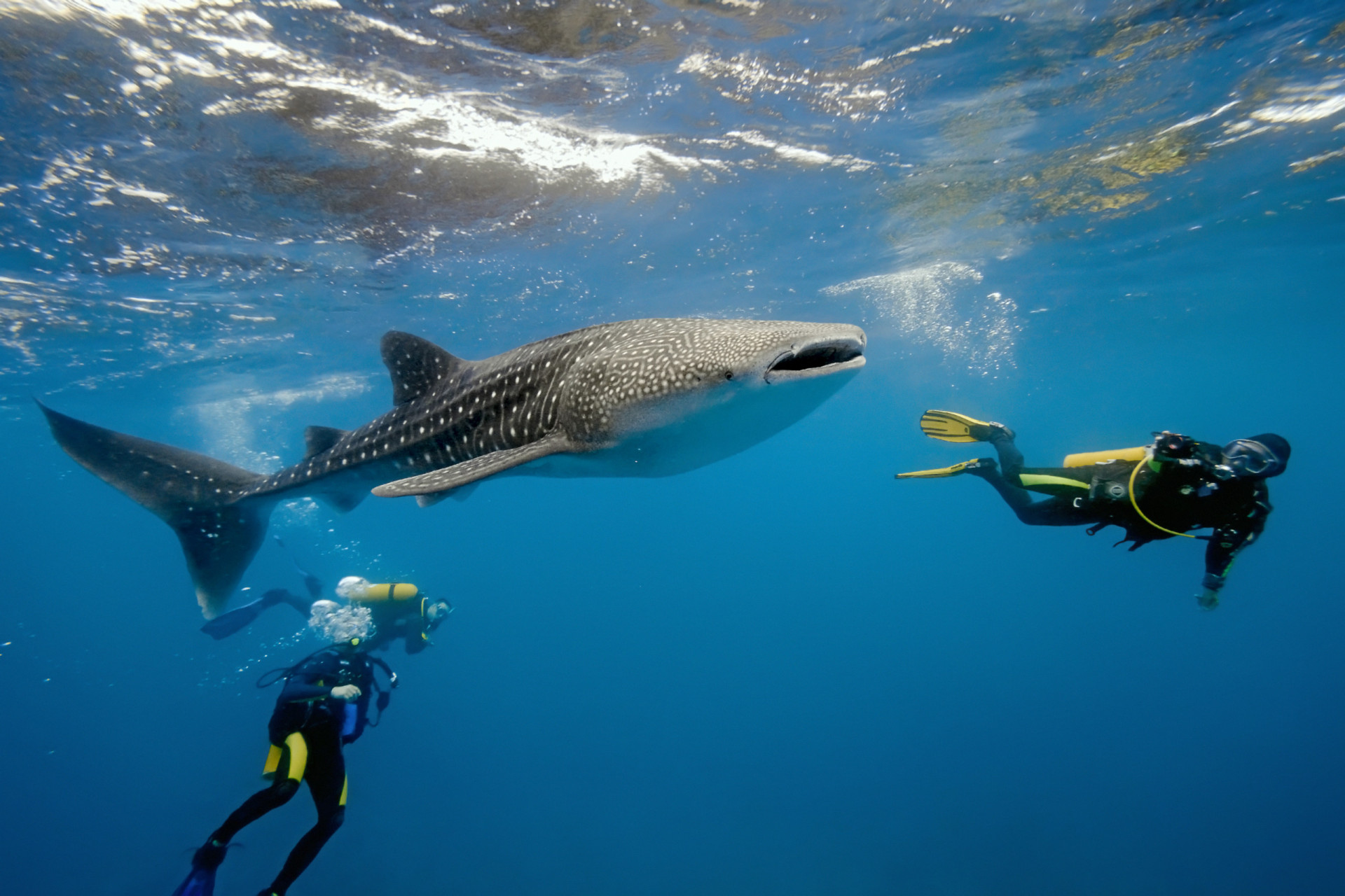 Meet the ocean's biggest fish