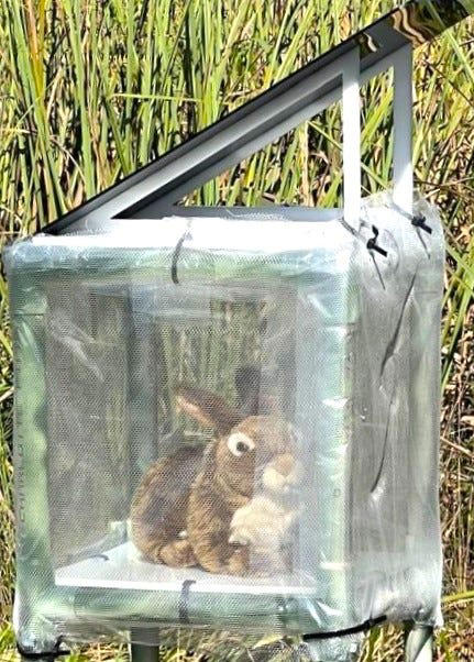 Meet the robo-bunny: This tiny, furry robot is taking on invasive ...