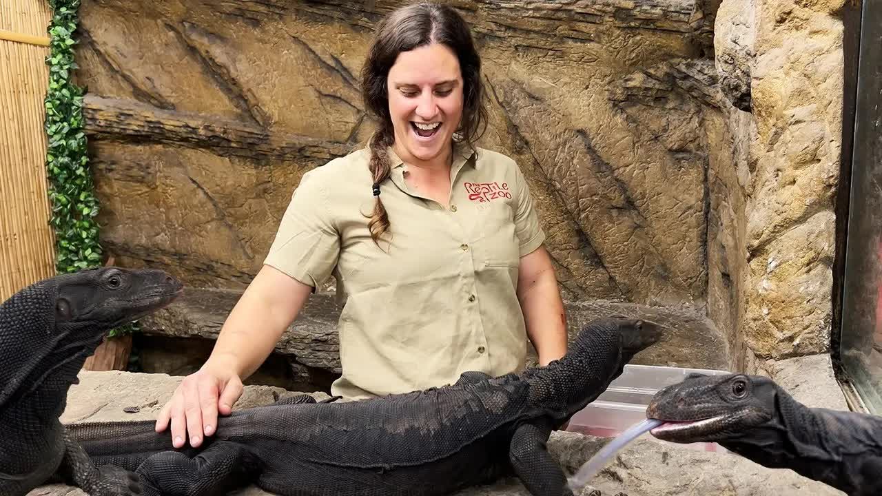 Meeting Gilly the black dragon monitor