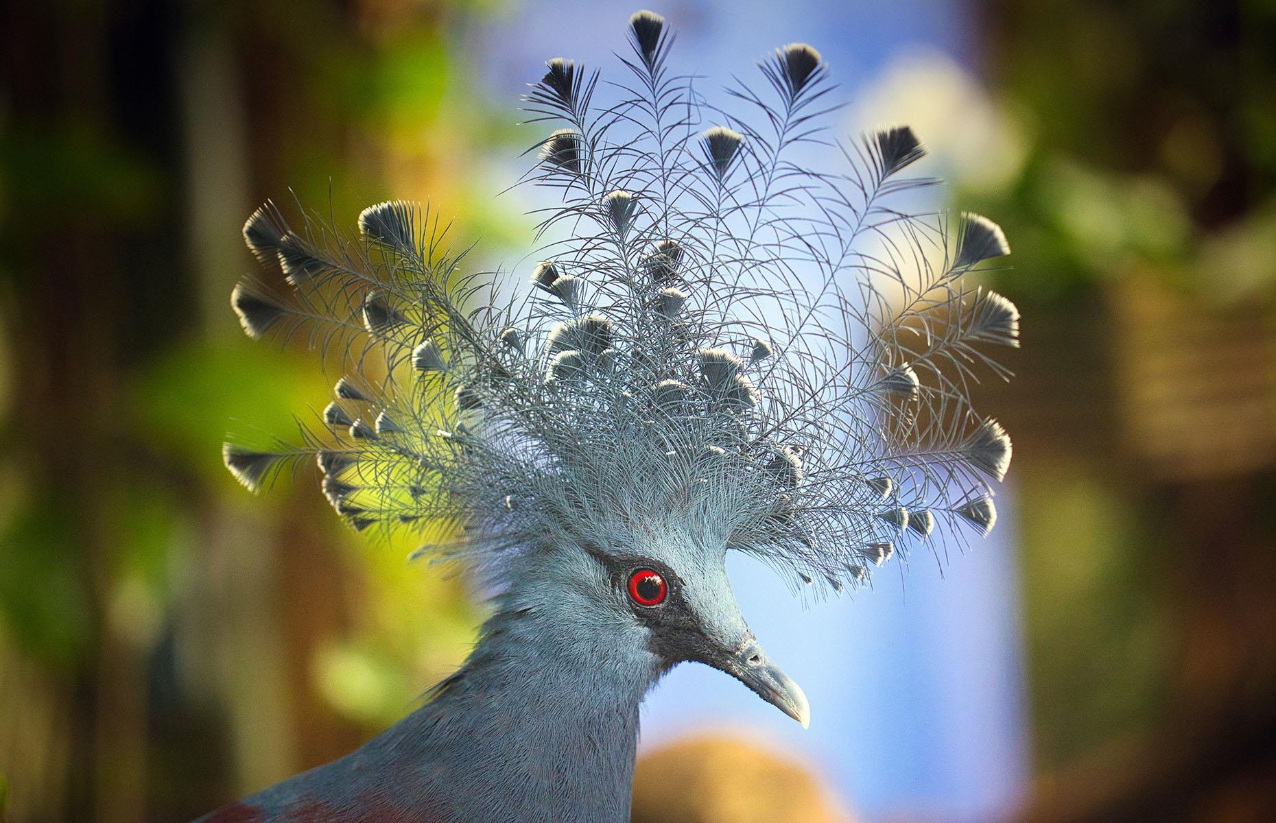 RANKED: The 31 prettiest birds on the planet