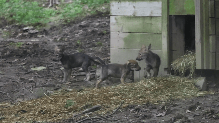 Tennessee zoo announces names for new red wolves, bat-eared foxes