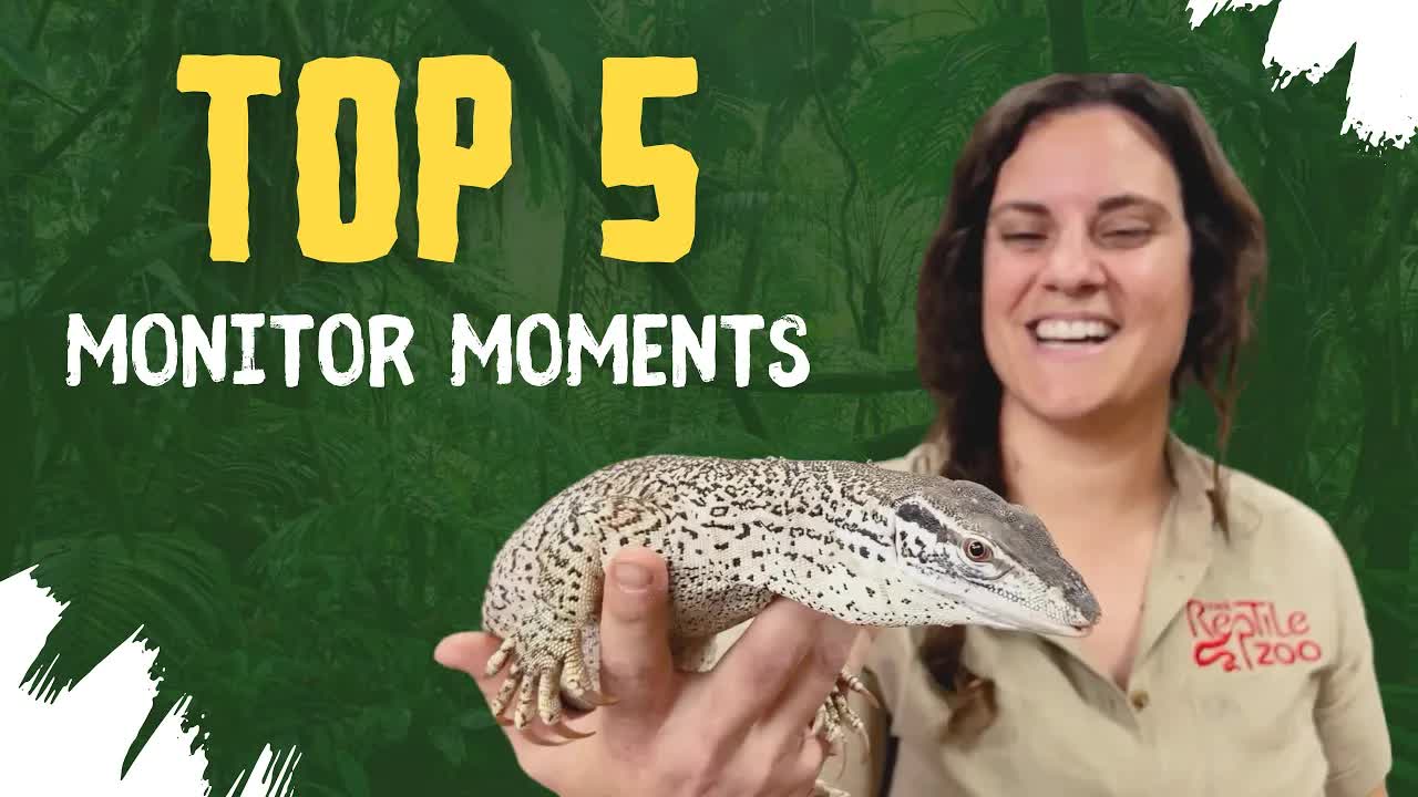 Top 5 wildest moments with my monitor lizards!