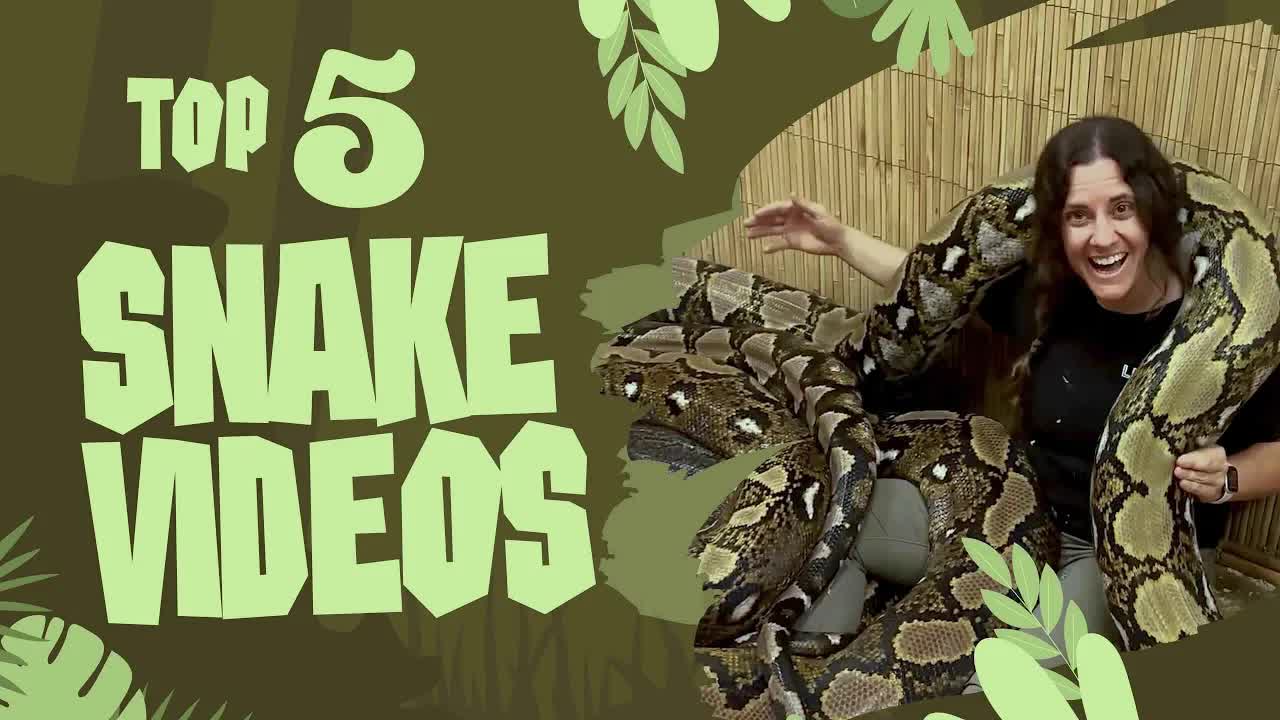 Top 5 times I liked dealing with snakes