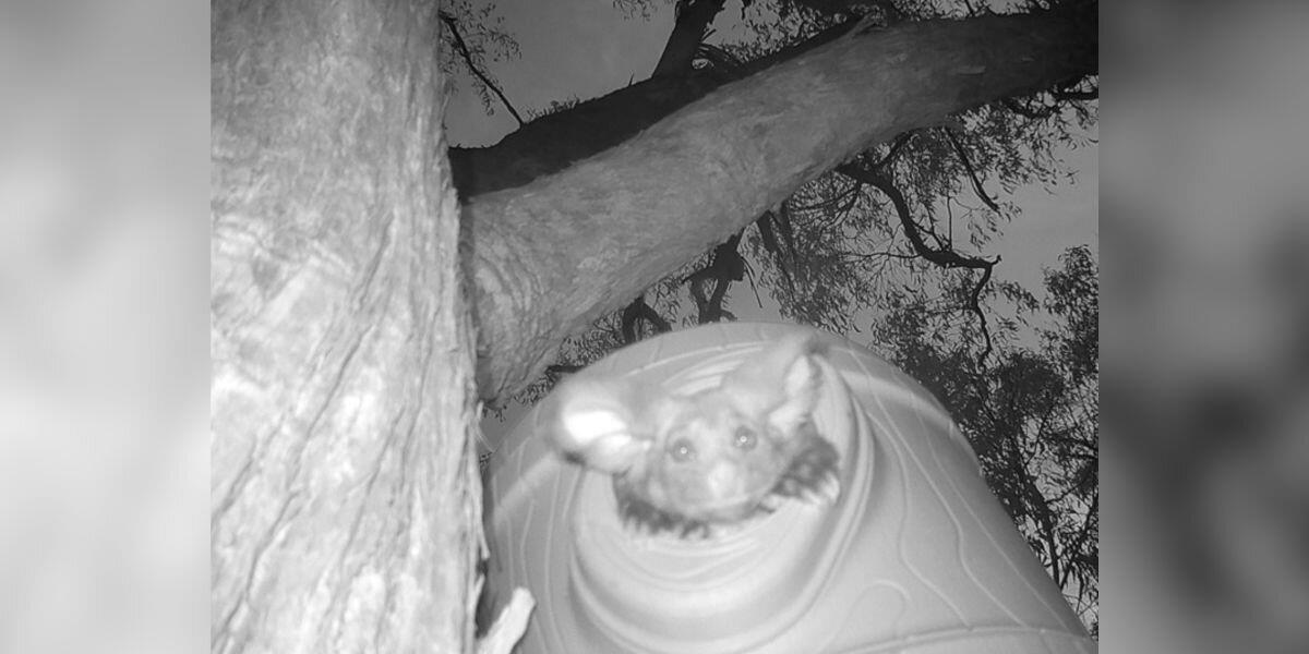 Adorable, Extremely Rare Animal Thrills Researchers When She Appears On ...