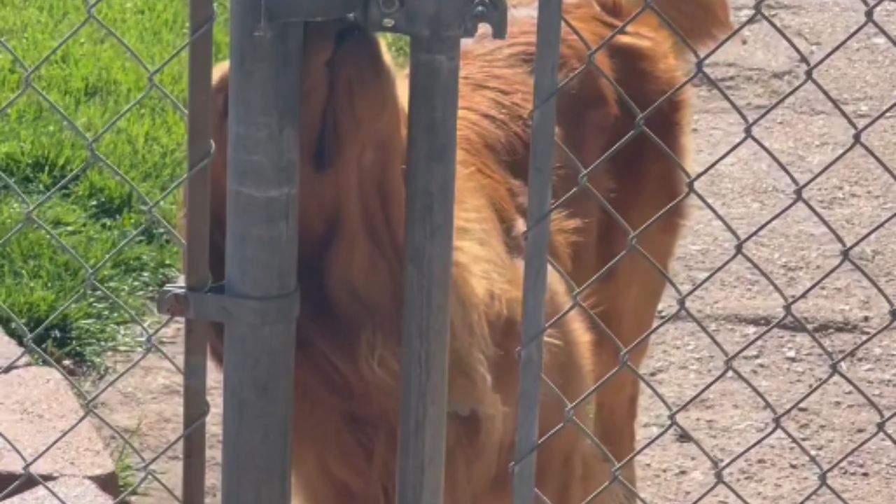 Smart dog pulls off backyard escape without any help or hints
