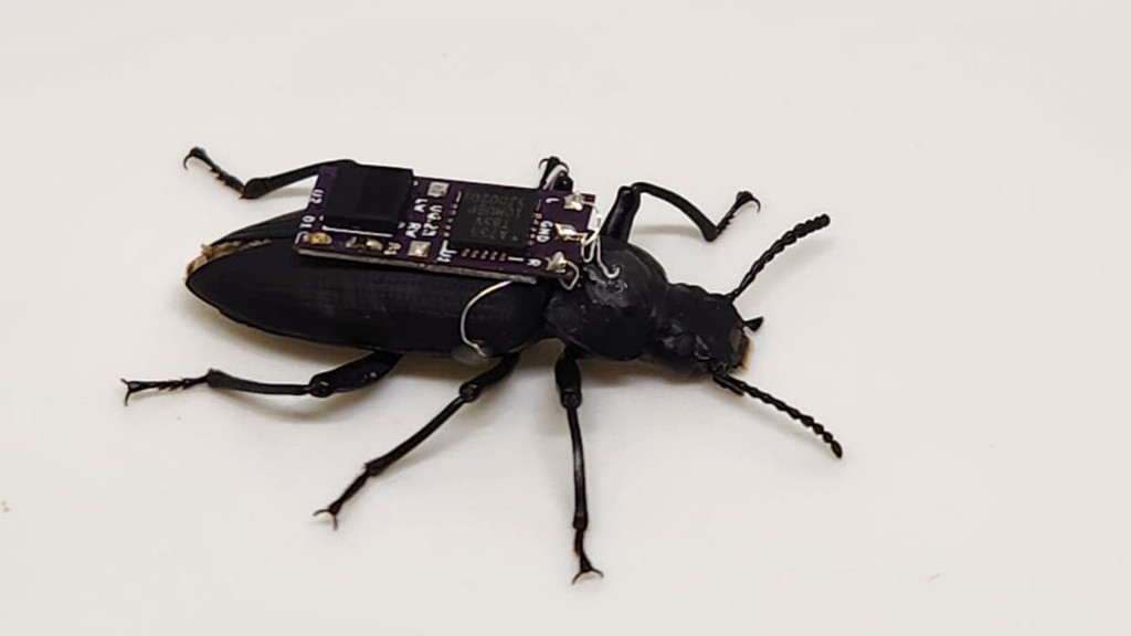 Remote Controlled 'Cyborg' Beetles Could Help Rescue Crews During ...