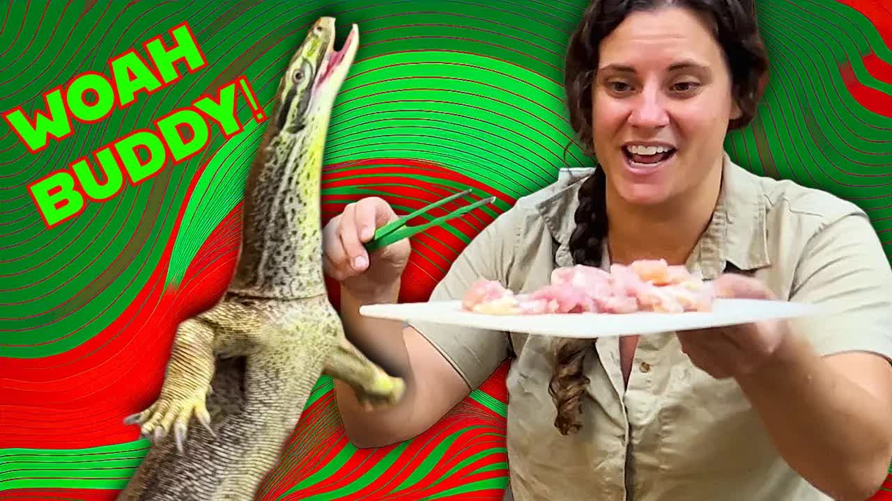 Monitor lizards are very good hunters