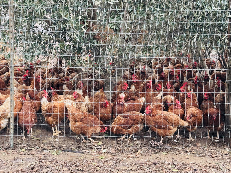 Growing pains: Marin County agriculture crop values see smallest post ...