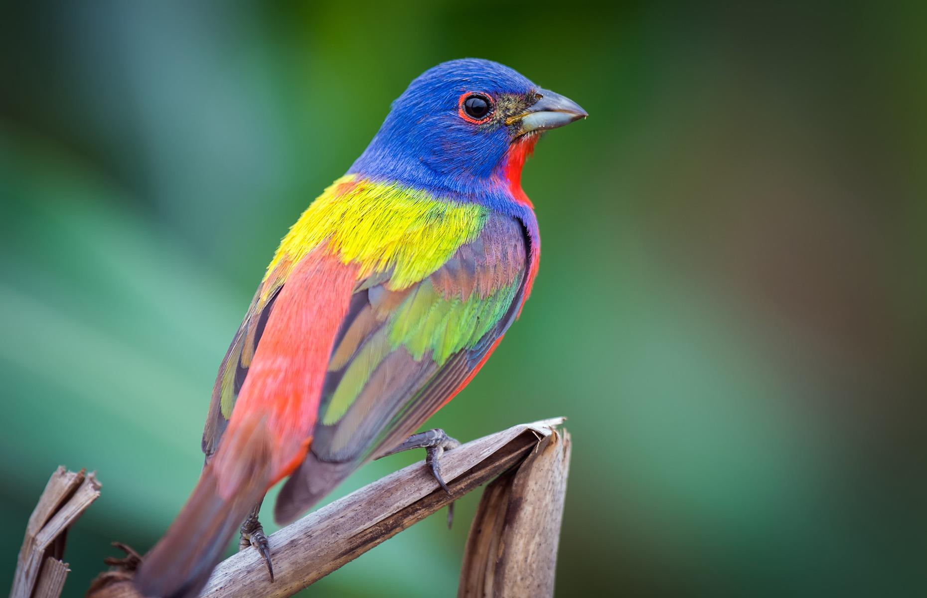 The world's most beautiful birds, ranked