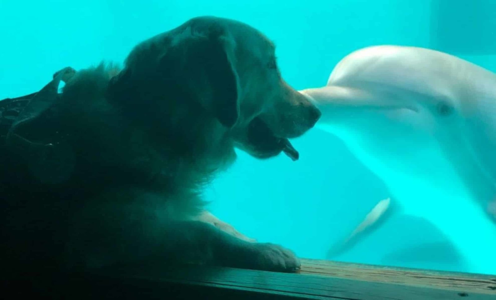 This Viral Video Shows Dolphins Doing Something Incredible with a Dog