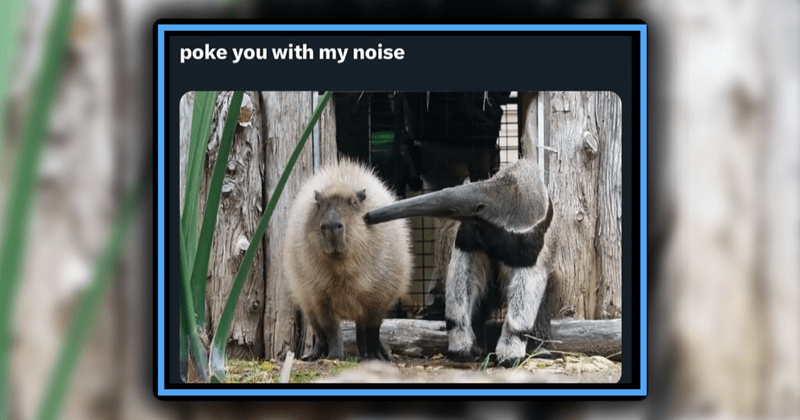 23 Upbeat Animal Memes Fur an Excellent End to the Week
