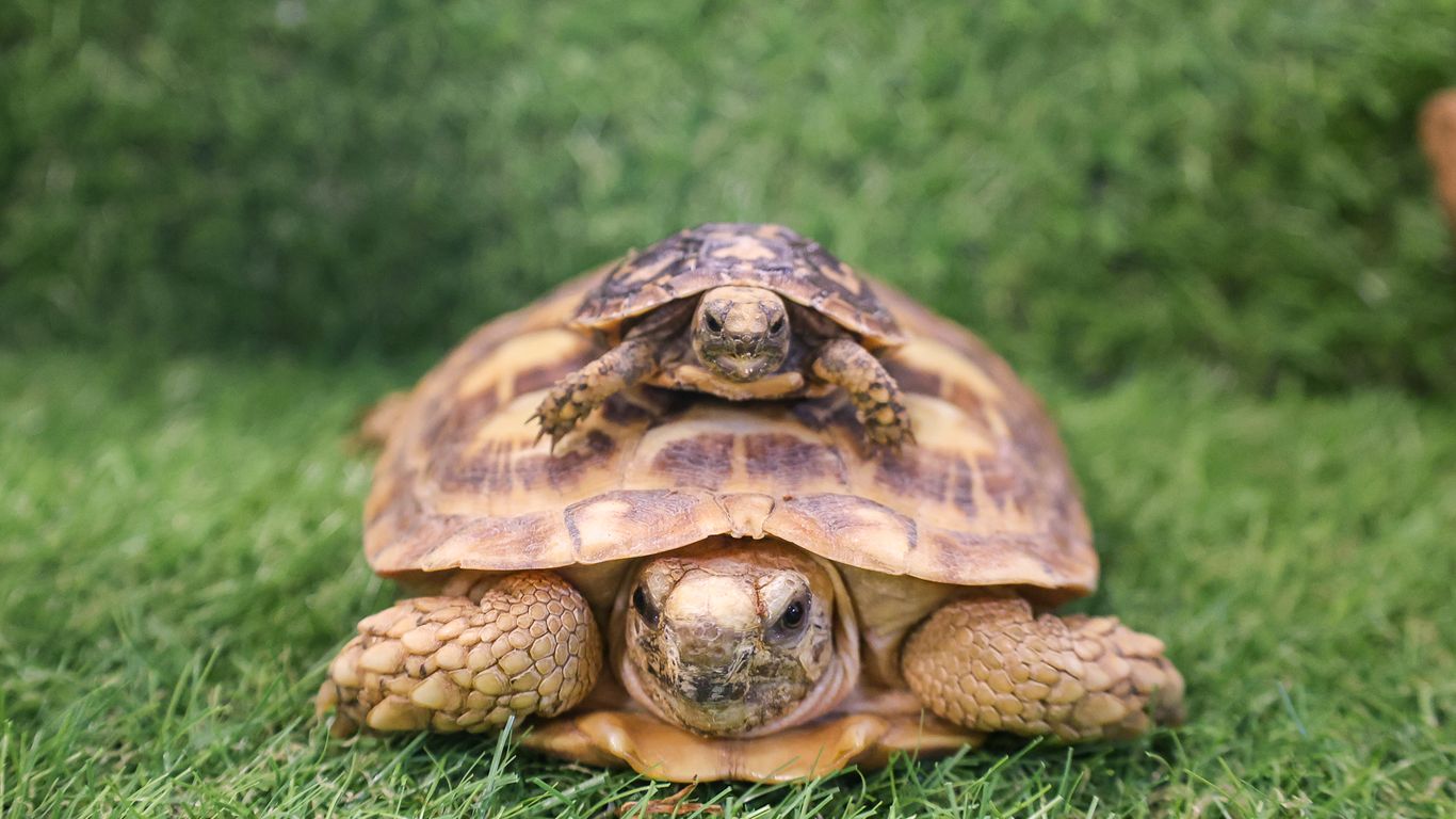 Denver Zoo reveals new name of female baby pancake tortoise