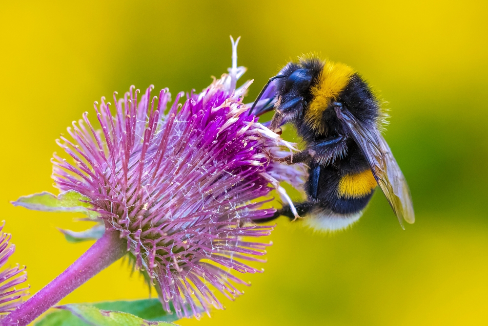 How to Create a Pollinator-Friendly Garden to Help Save Bees and ...