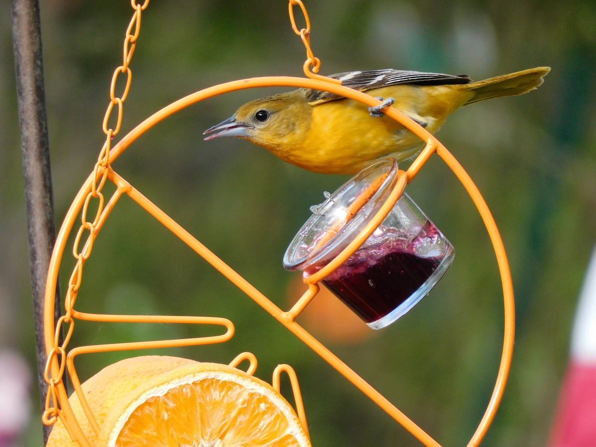 Orioles and Fruit-Loving Birds Love to Eat Grape Jelly