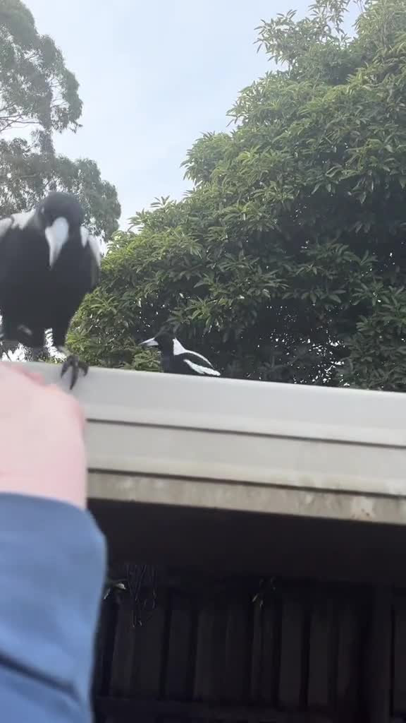 Hand-feeding Wild Magpies in My Backyard
