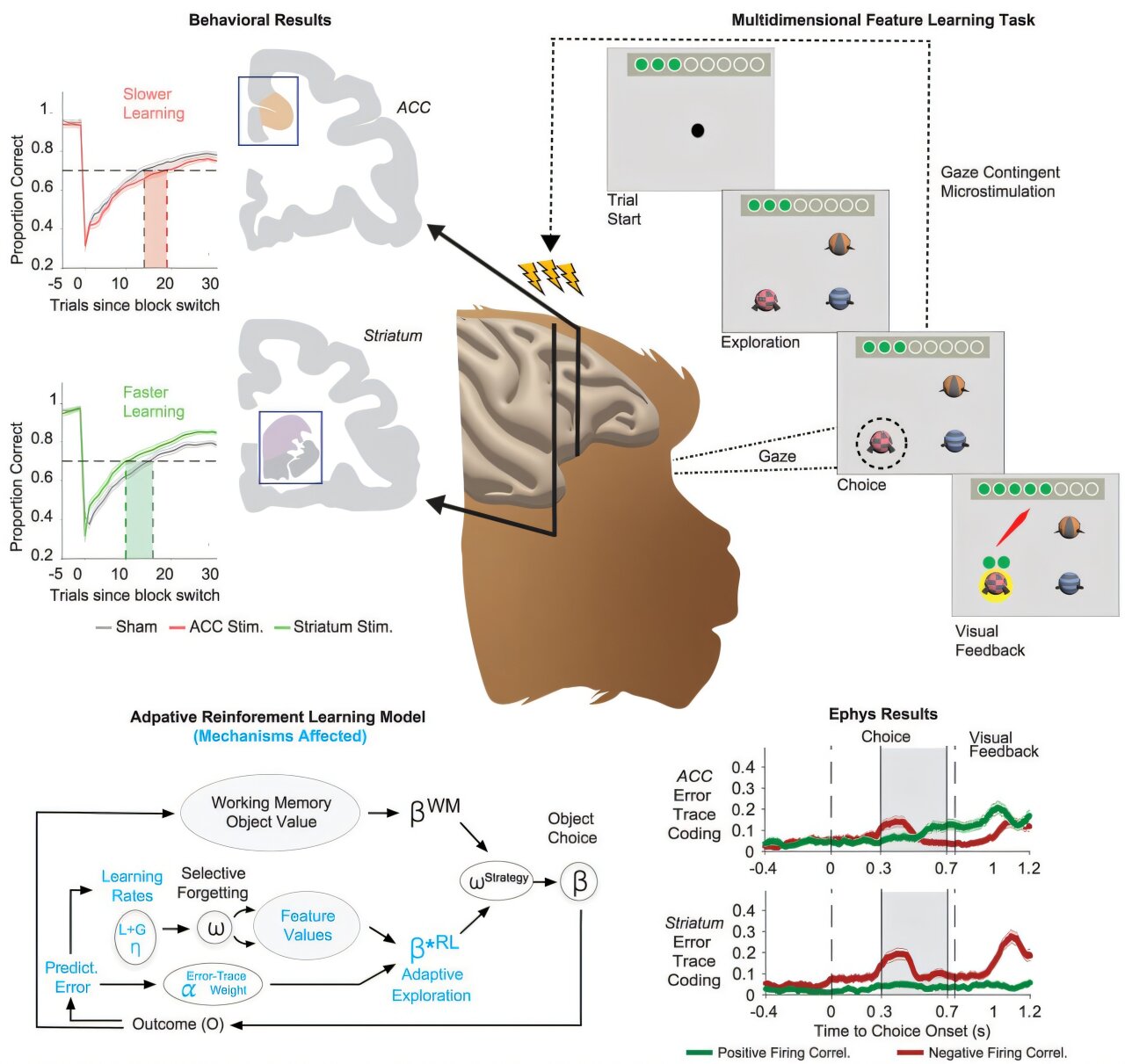 Study shows how brain-to-computer 'electroceuticals' can help restore ...