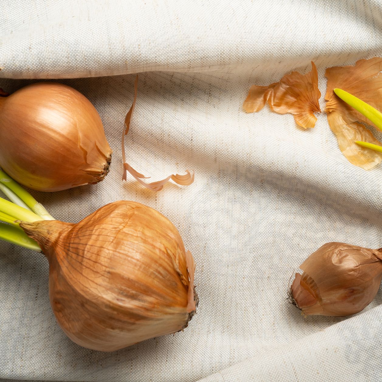 Toute personne ayant un oignon germé dans sa cuisine est invitée à ...
