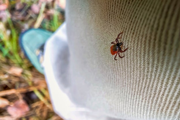 Tick Experts Are Revealing The 6 Things They'd Never, Ever Do Outdoors ...