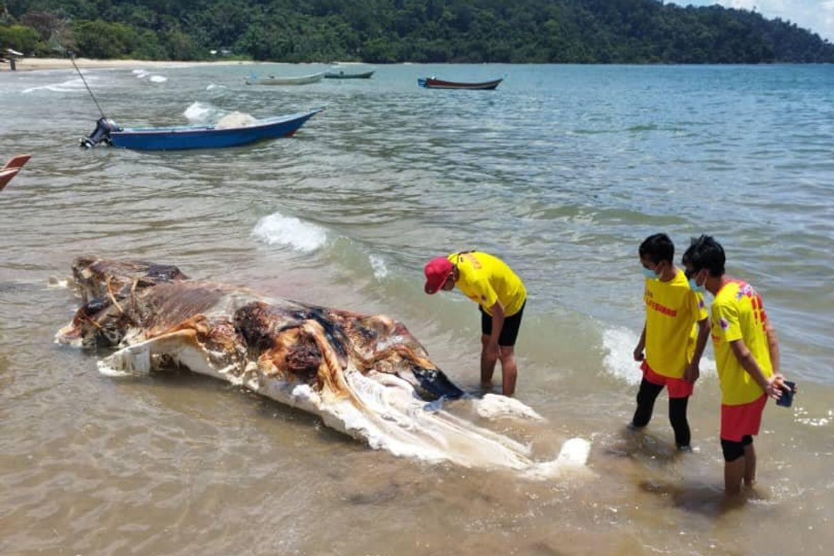 Unidentified 'monster' washes up on beach in Malaysia