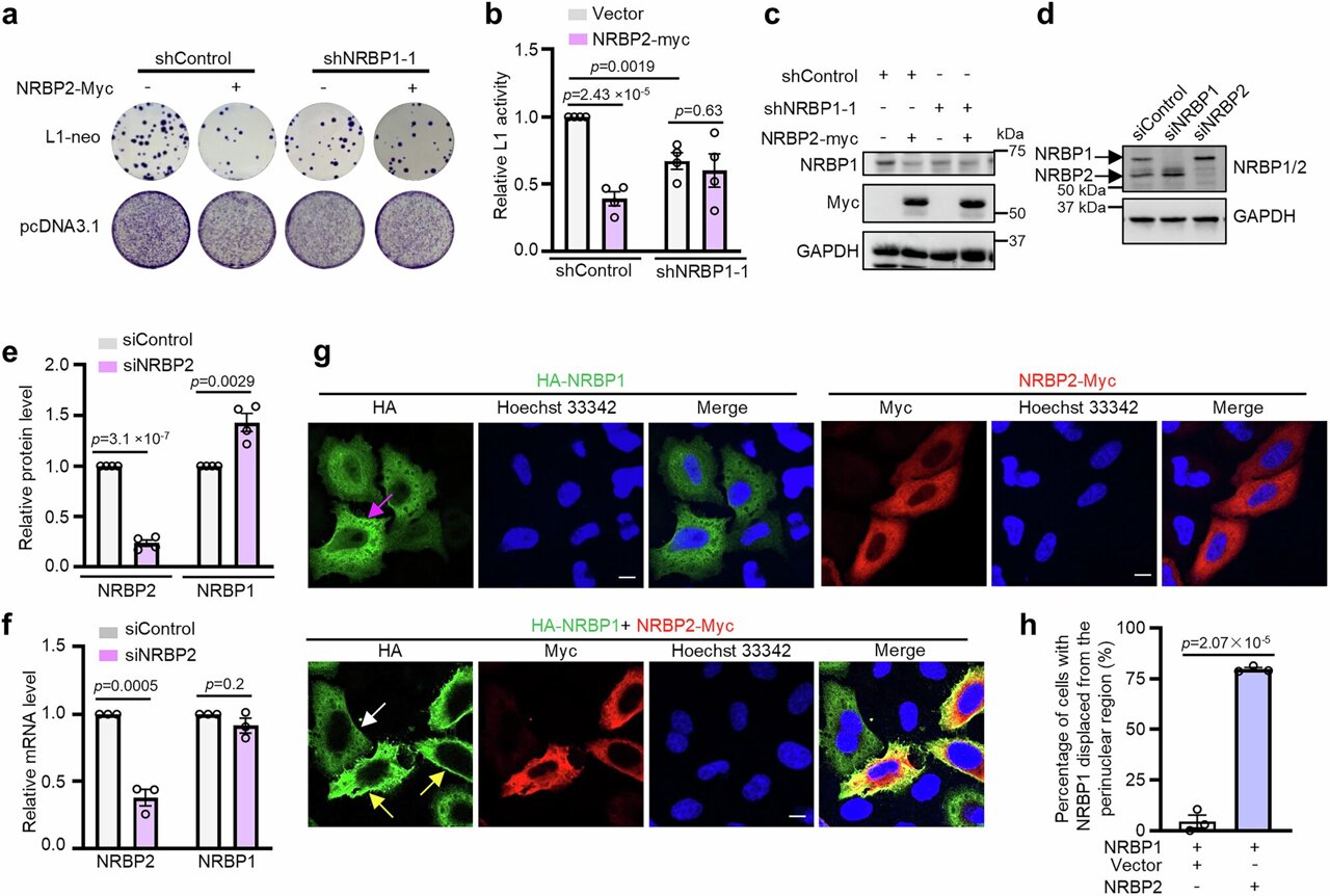 How the genome defends itself against internal enemies
