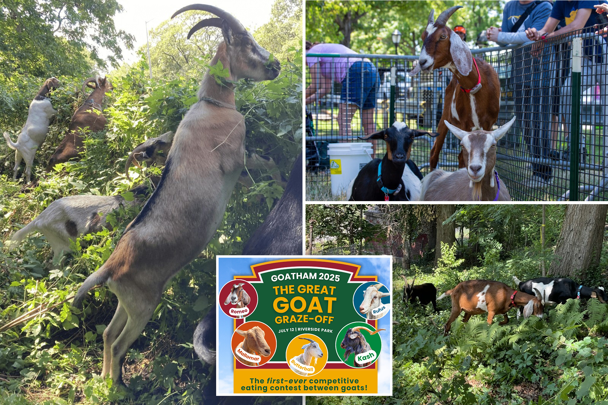 Five hungry goats set to graze in Manhattan in first-ever goat eating ...