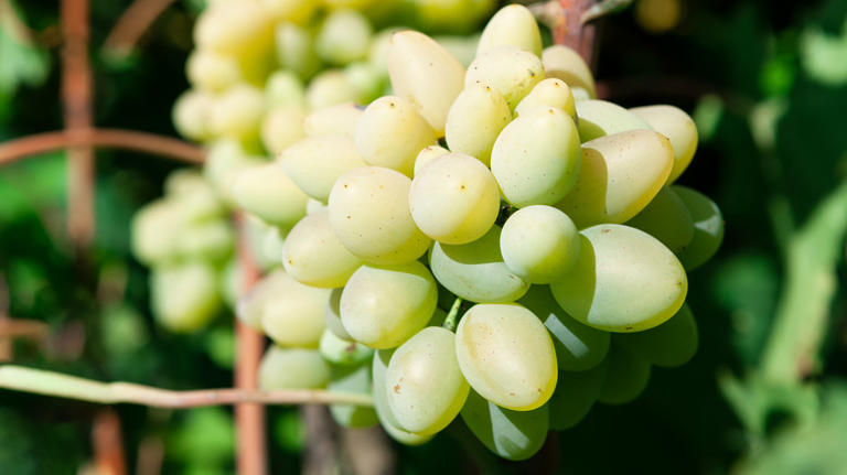 Are Cotton Candy Grapes Processed?