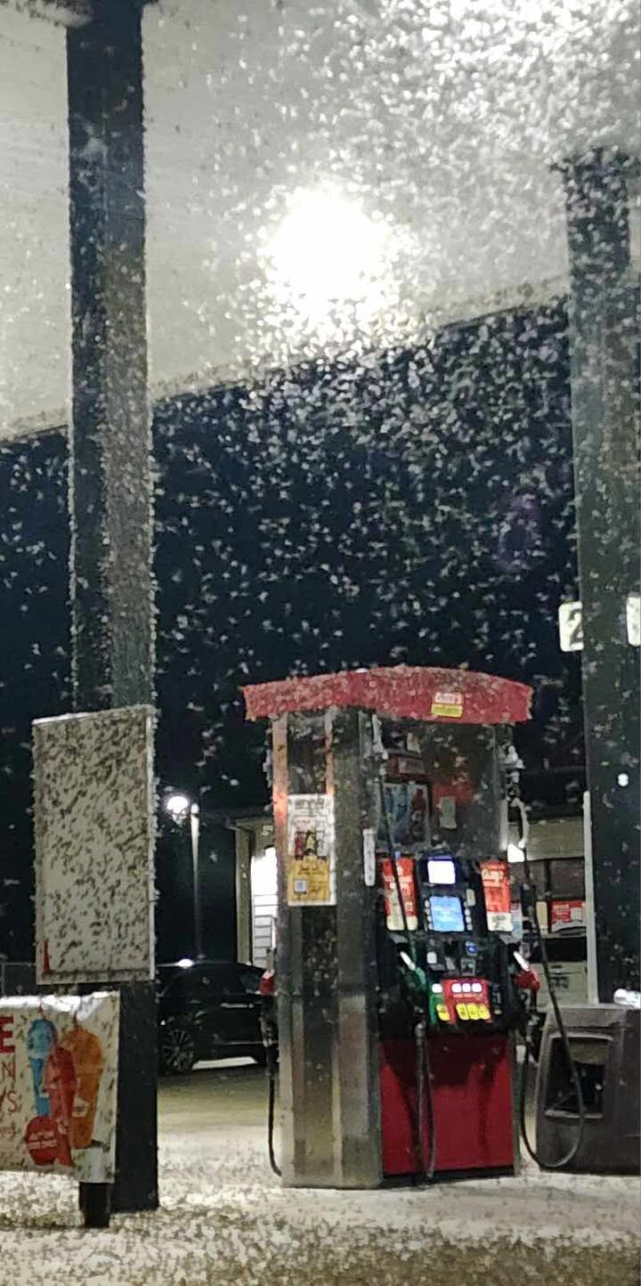 Thousands of Willow Flies swarm in Tennessee