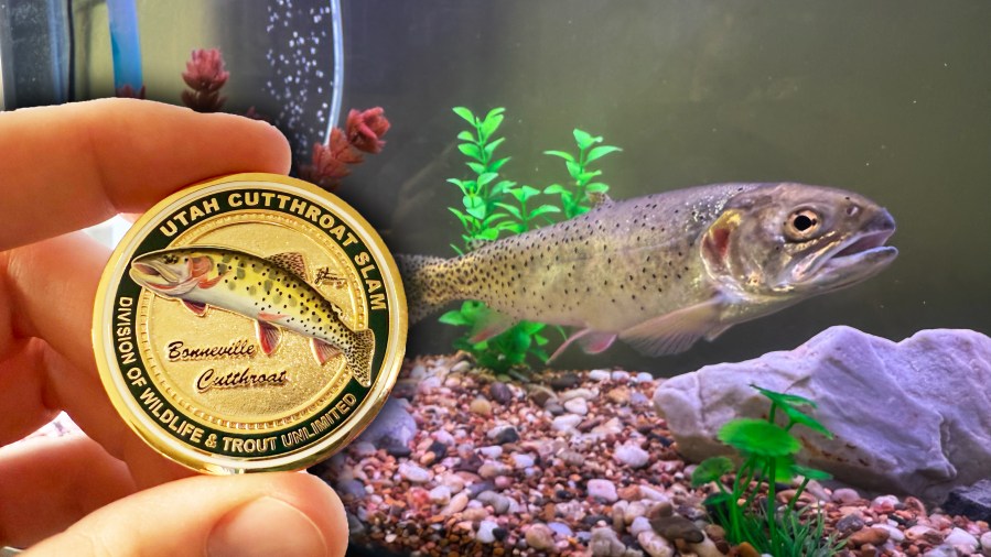 Record-breaking 1,750 anglers complete ‘Utah Cutthroat Slam’ competition