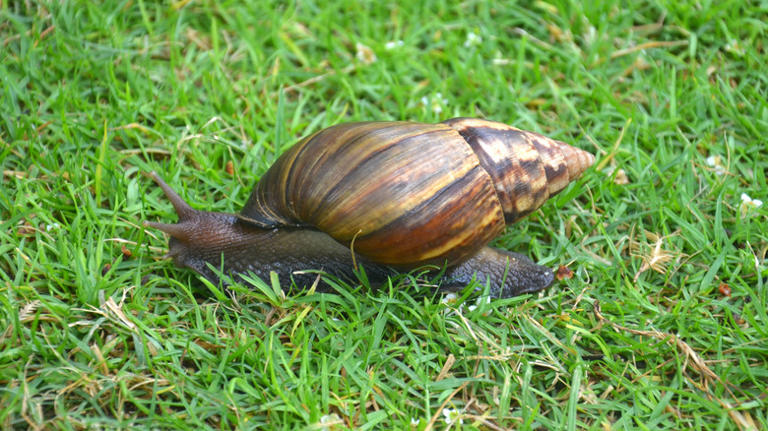 The One Garden Snail You Should Never Touch