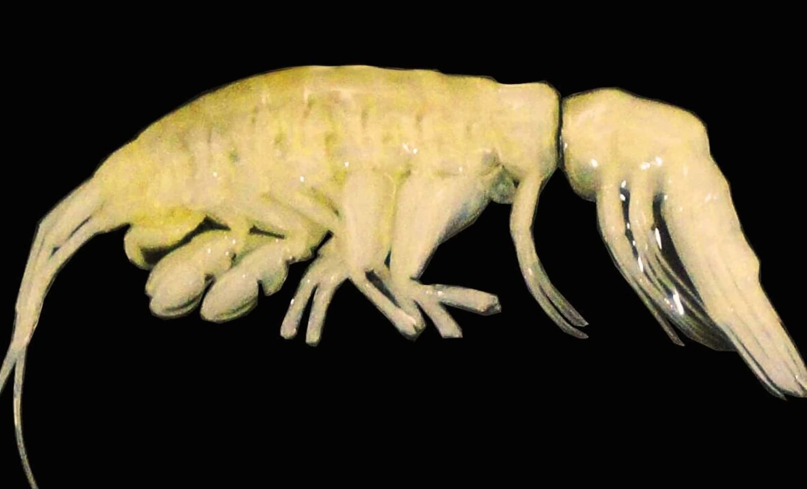 Scientists Discover Unprecedented Abyssal Predator 8,000 Meters Deep ...