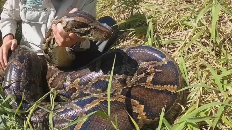 Snake Showdown: Florida’s Python Challenge slithers into action